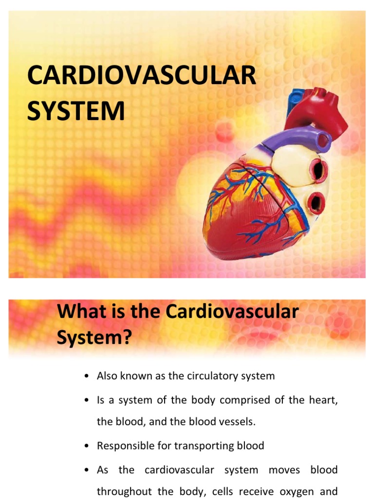 Cardiovascular System | PDF | Heart | Circulatory System