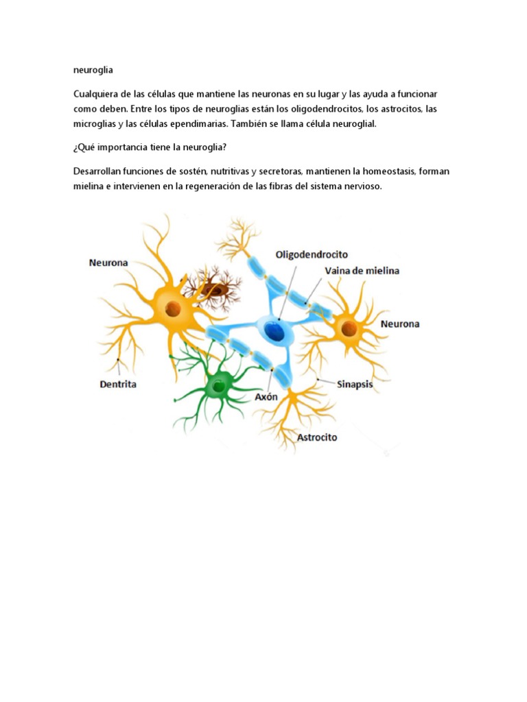 Funciones y tipos de neuroglia | PDF