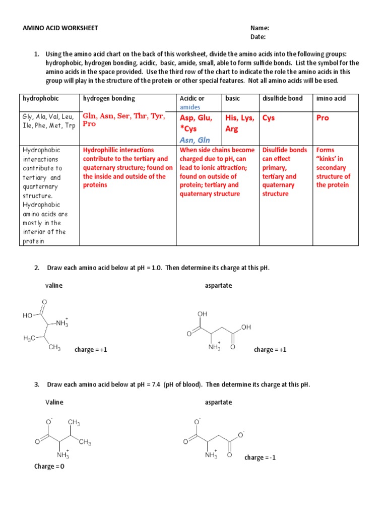 Amino Acid Worksheet 2 Key | PDF | Amino Acid | Proteins
