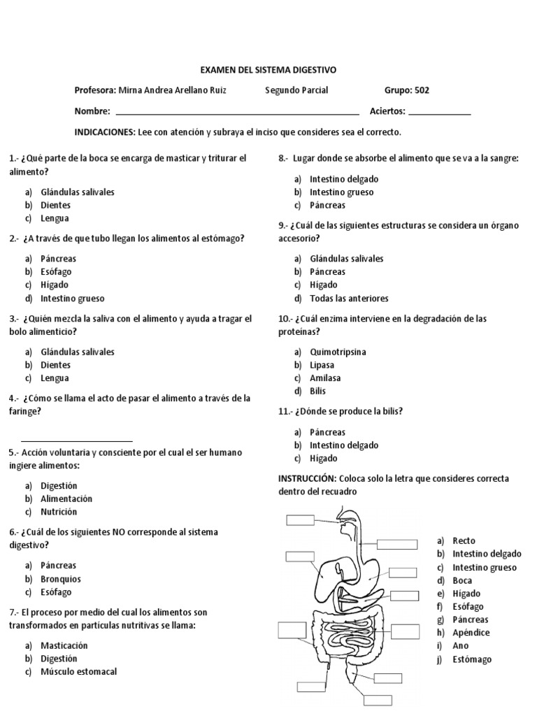 Examen del Sistema Digestivo para Niños | PDF | Sistema digestivo ...