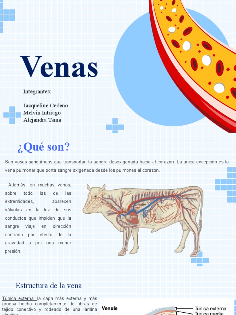 Venas de Animales Pecuarios | PDF | Vena | Sistema circulatorio