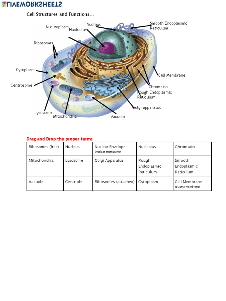 Cell Quiz | Download Free PDF | Cell (Biology) | Cytoplasm