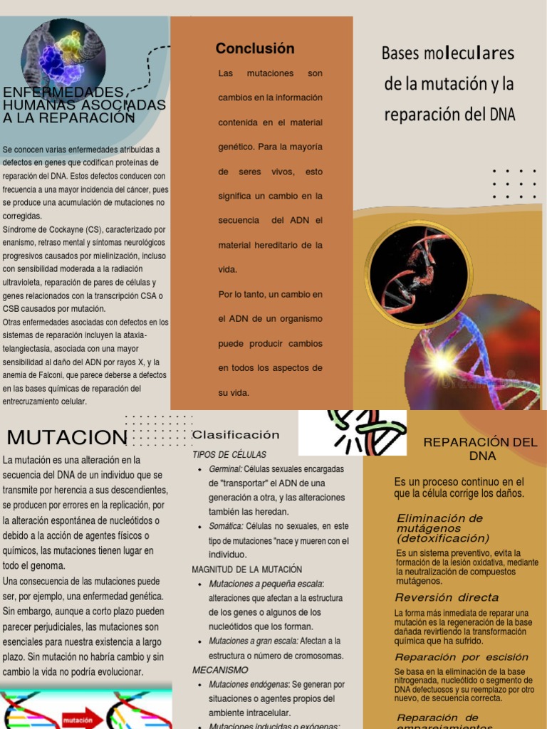 Triptico | Descargar gratis PDF | Mutación | Reparación de adn