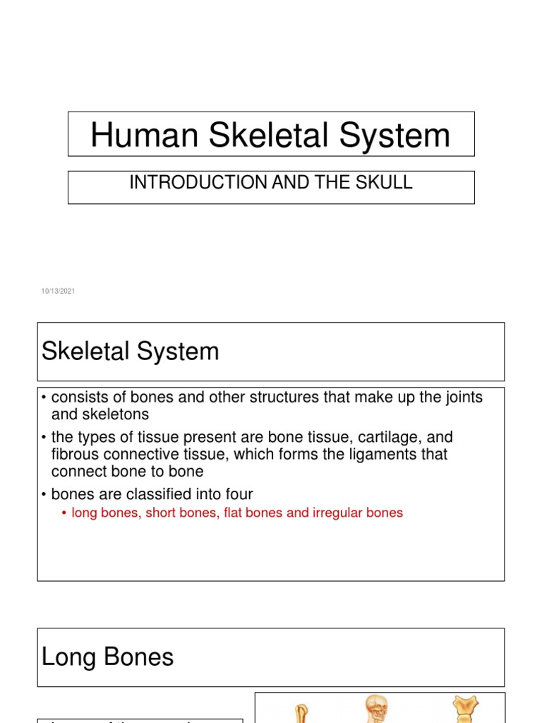 Skeletal System Intro and Skull PPT | PDF | Skull | Skeleton