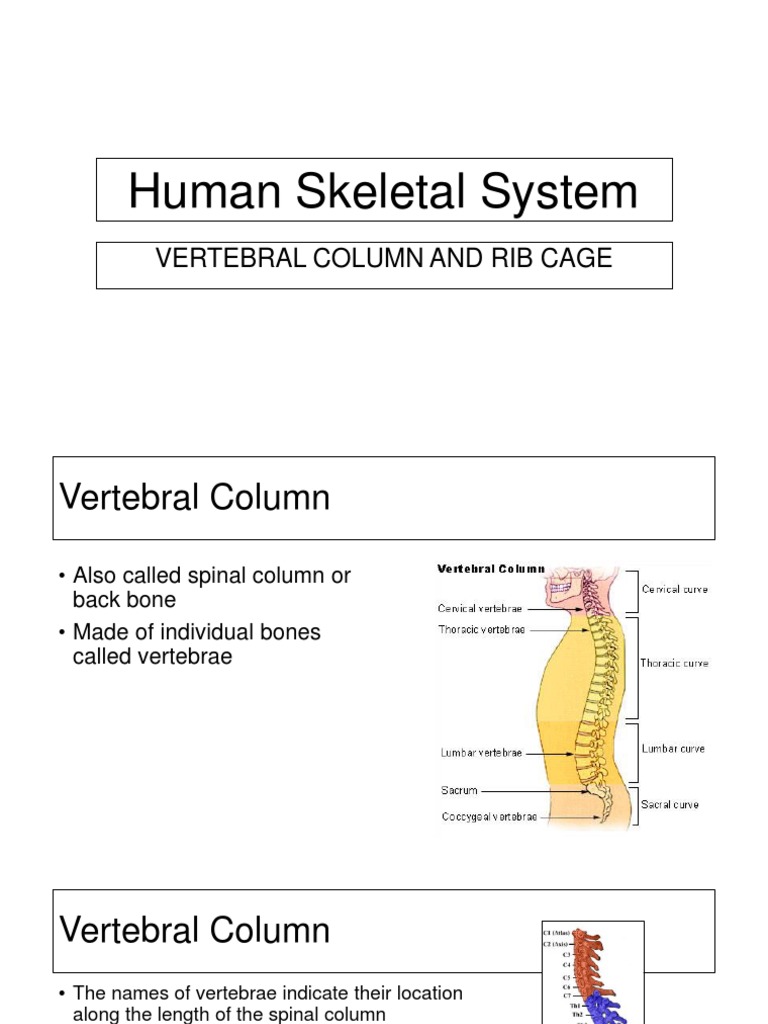 Skeletal System Vertebra and Ribs PPT | Download Free PDF | Vertebral Column | Vertebra