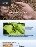 Klasifikasi dan Kebutuhan Lalat BSF | PDF