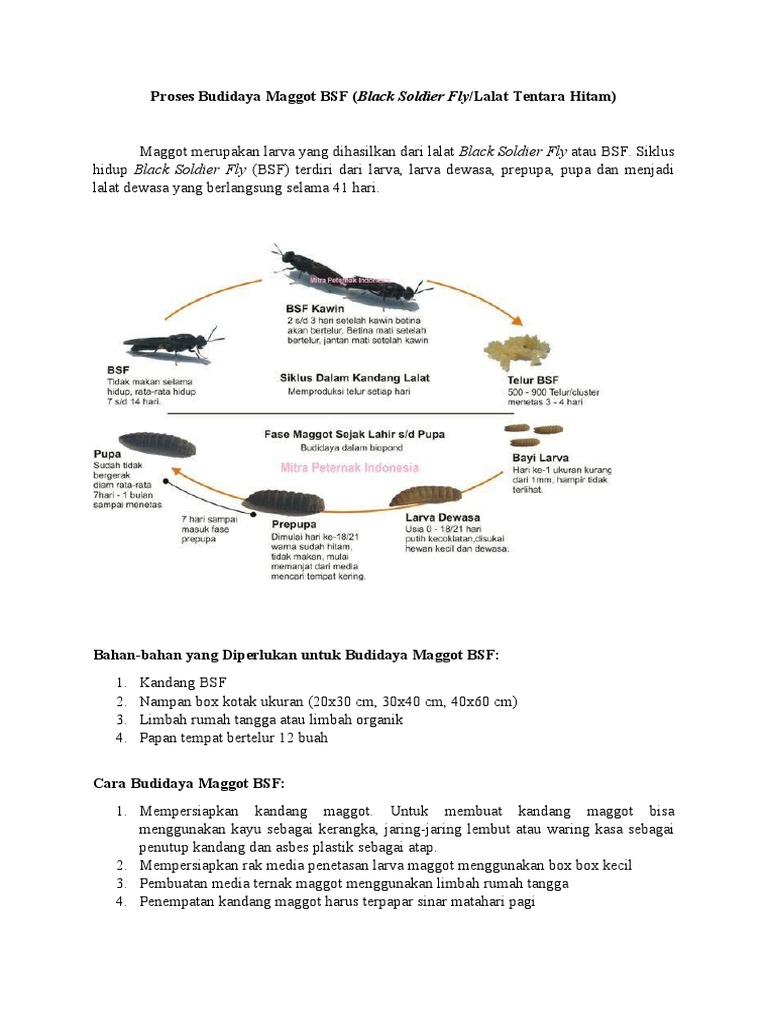 Proses Budidaya Maggot BSF | PDF