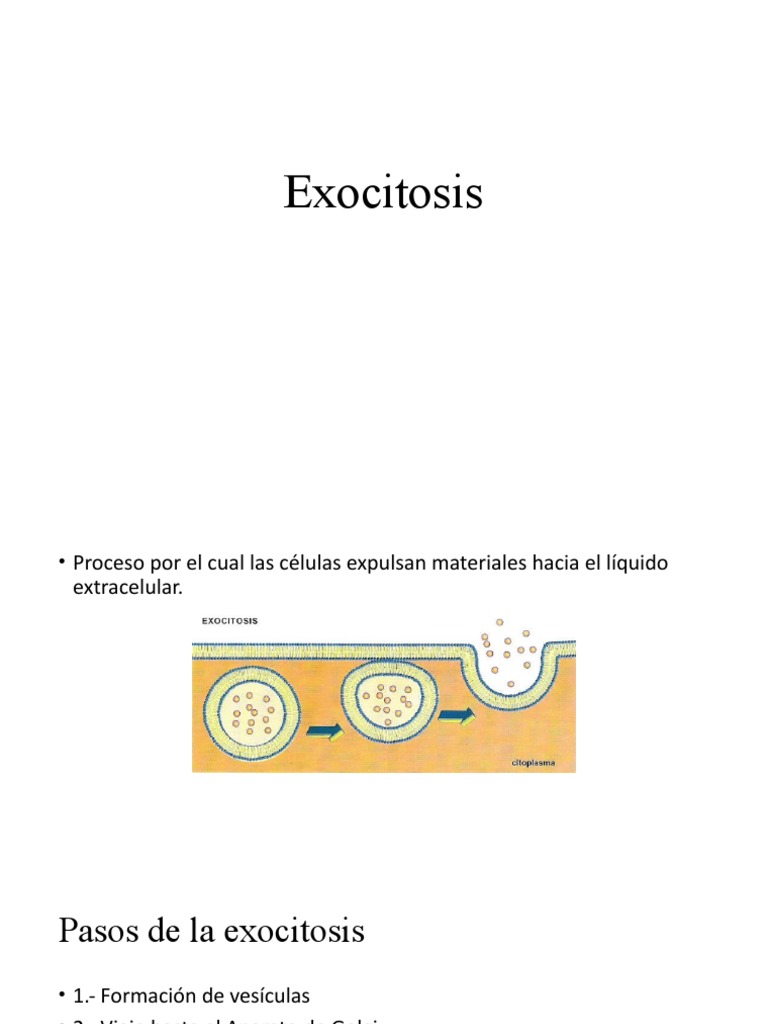 El proceso de exocitosis: formación de vesículas, fusión con la ...