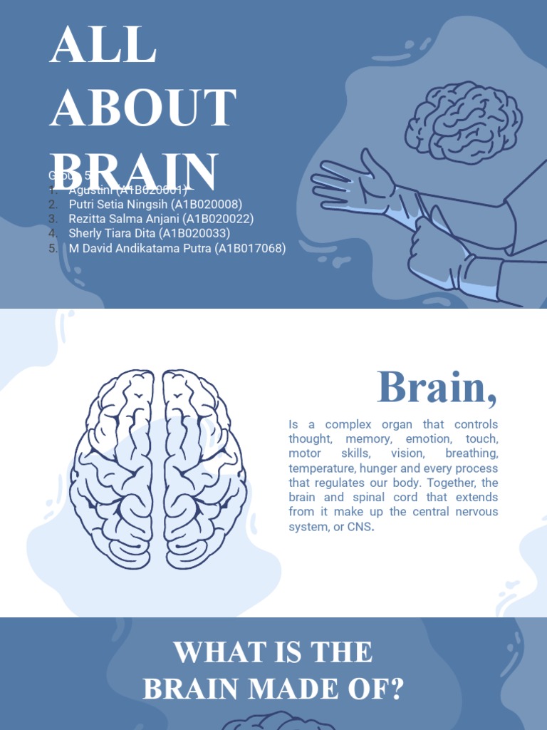 Brain | PDF | Brain | Central Nervous System