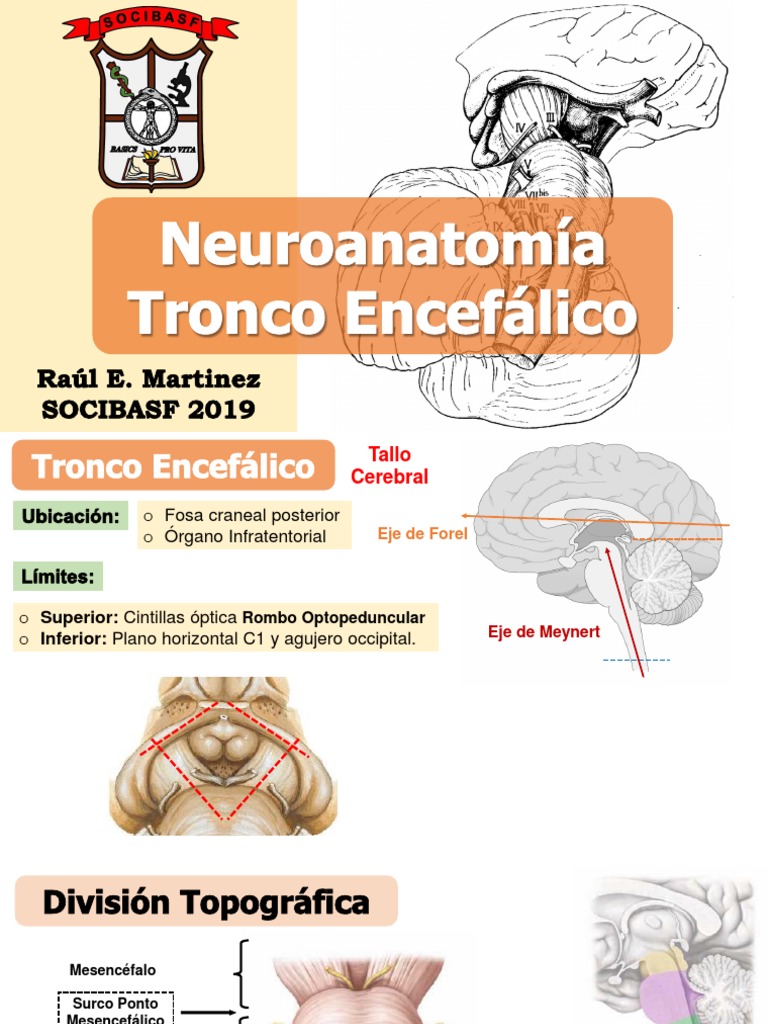 Tronco Encefalico | PDF | Neuroanatomía | Anatomía