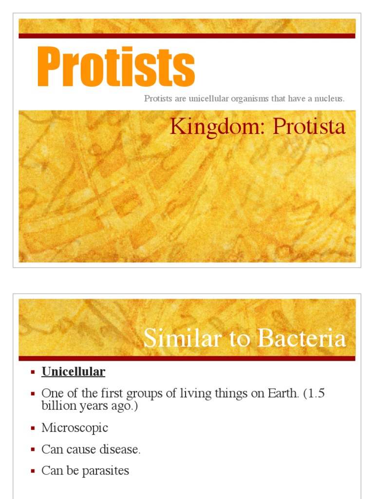 8 - Protist | PDF | Protozoa | Algae