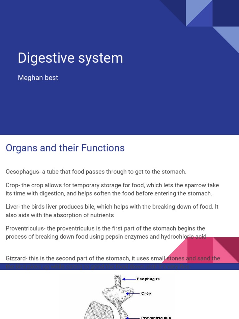 Sparrow Digestive System Explained | PDF | Digestion | Stomach