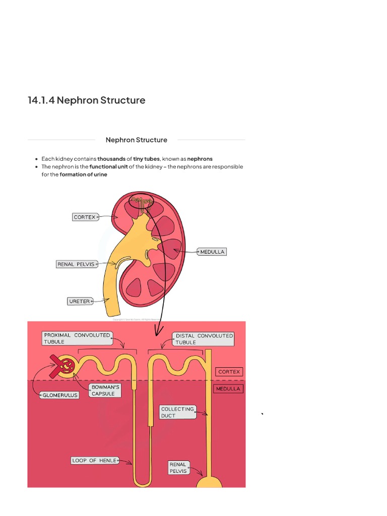 Nephron Structure (14.1.4) Edexcel A Level Biology Revision Notes 2022 ...