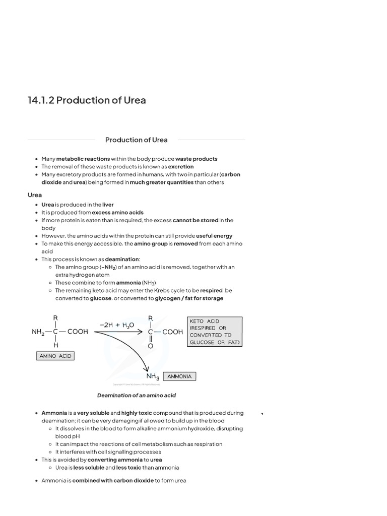 Production of Urea (14.1.2) - Edexel A Level Biology Revision Notes ...