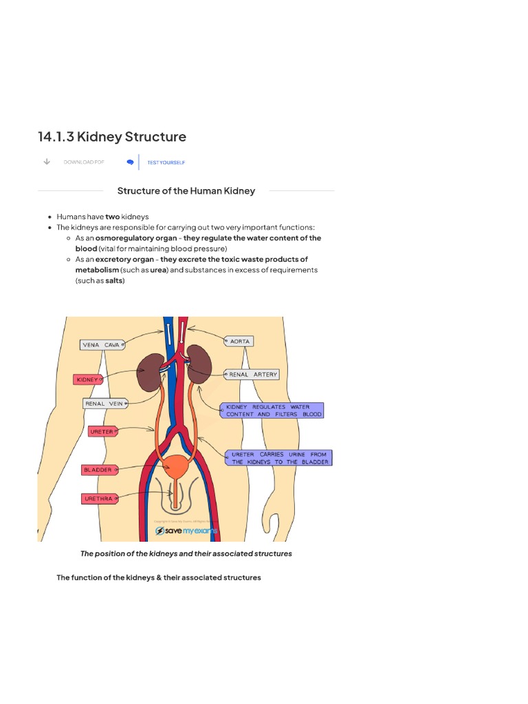 Kidney Structure and Function Overview | PDF | Kidney | Homeostasis