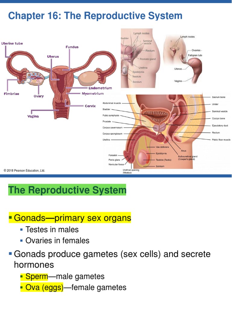 Reproductive System With Highlights Pdf Uterus Testicle