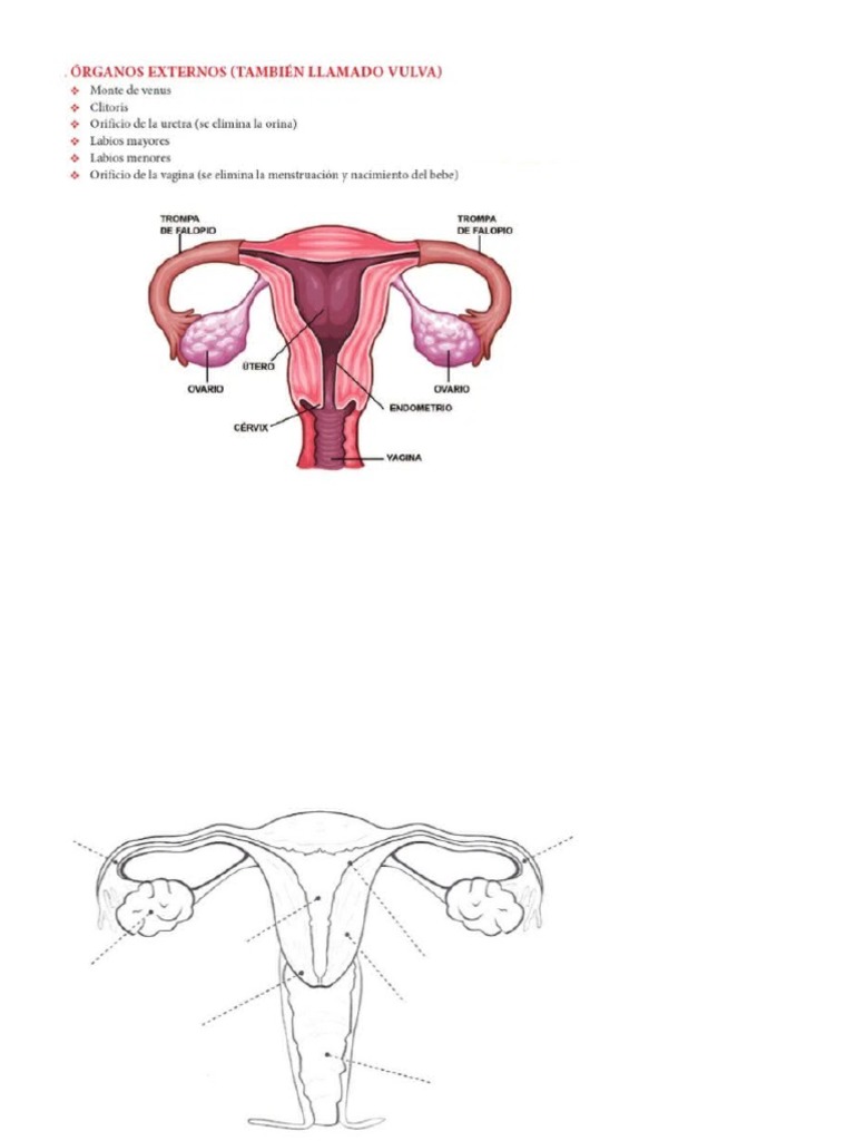 Aparato Femenino Pdf