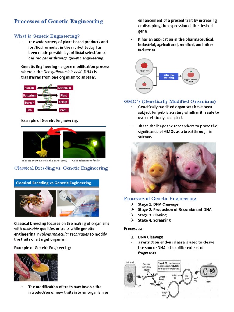 Processes of Genetic Engineering | PDF | Molecular Cloning | Genetic ...