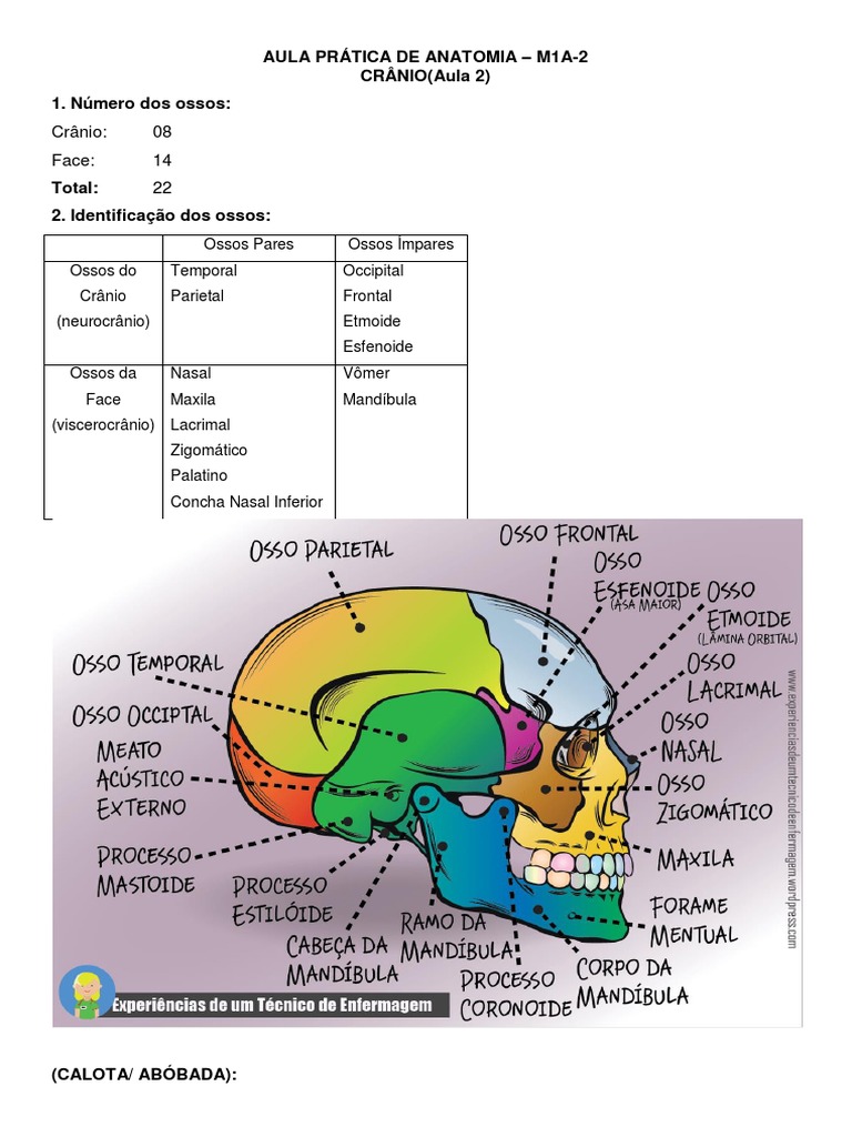 M1A-2 CrÃ Nio | PDF | Crânio | Anatomia humana
