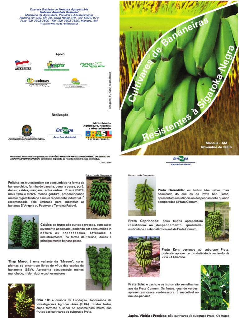Folder Banana | PDF | Banana | Agricultura