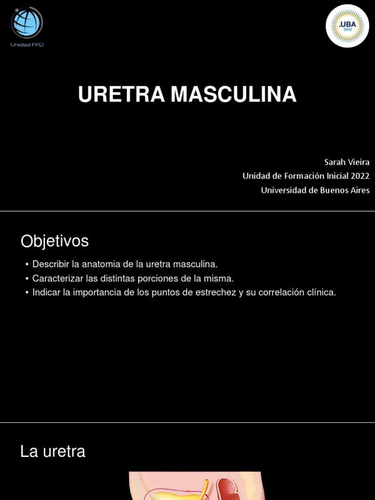 Anatomía y porciones de la uretra masculina | PDF