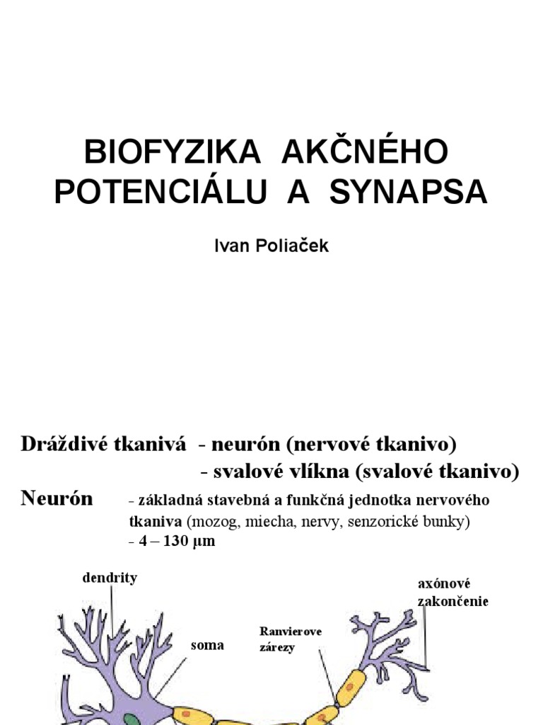 Akcny Potencial Synapsa Novy | PDF