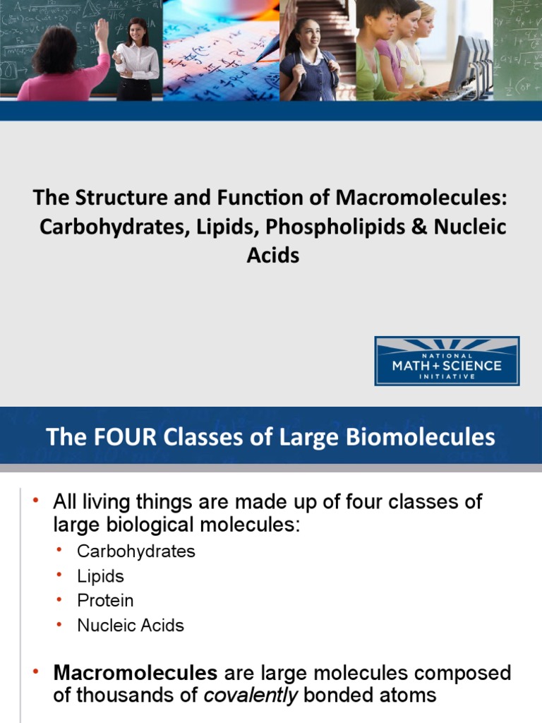 The Structure and Functions of the Four Classes of Macromolecules: An In-Depth Look at ...