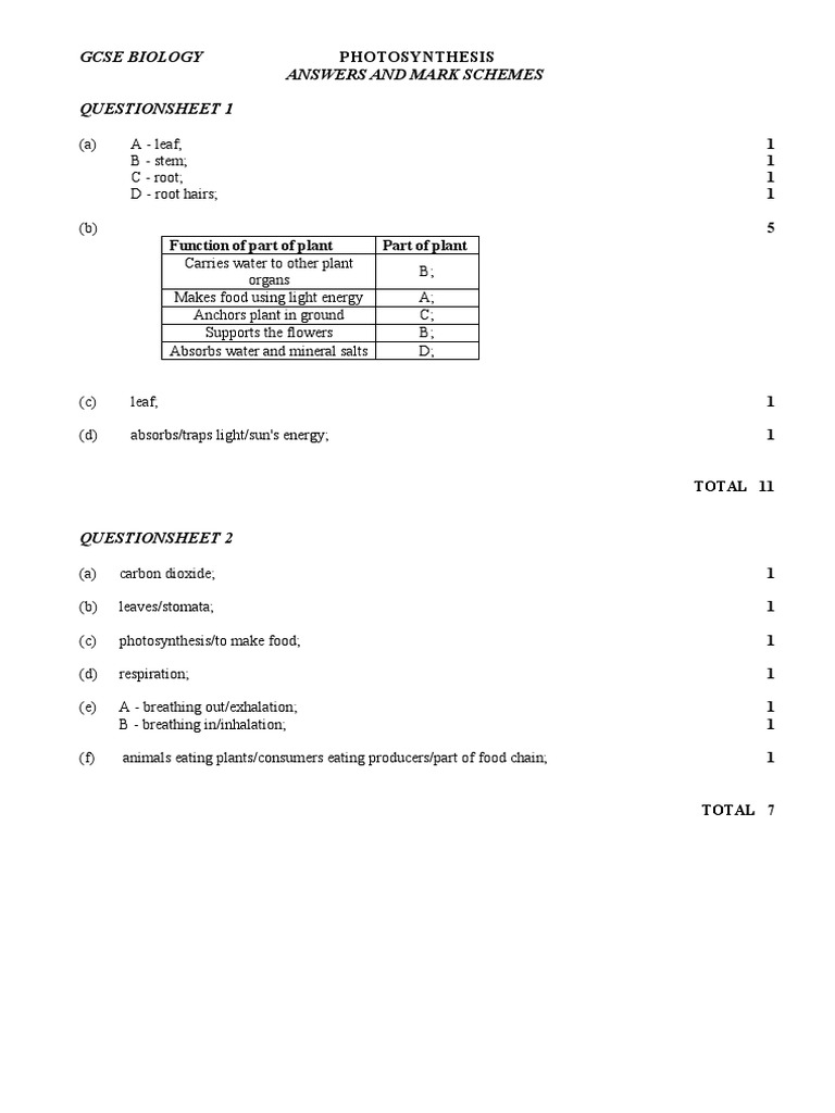 Biology Photosynthesis Answers | PDF | Photosynthesis | Leaf