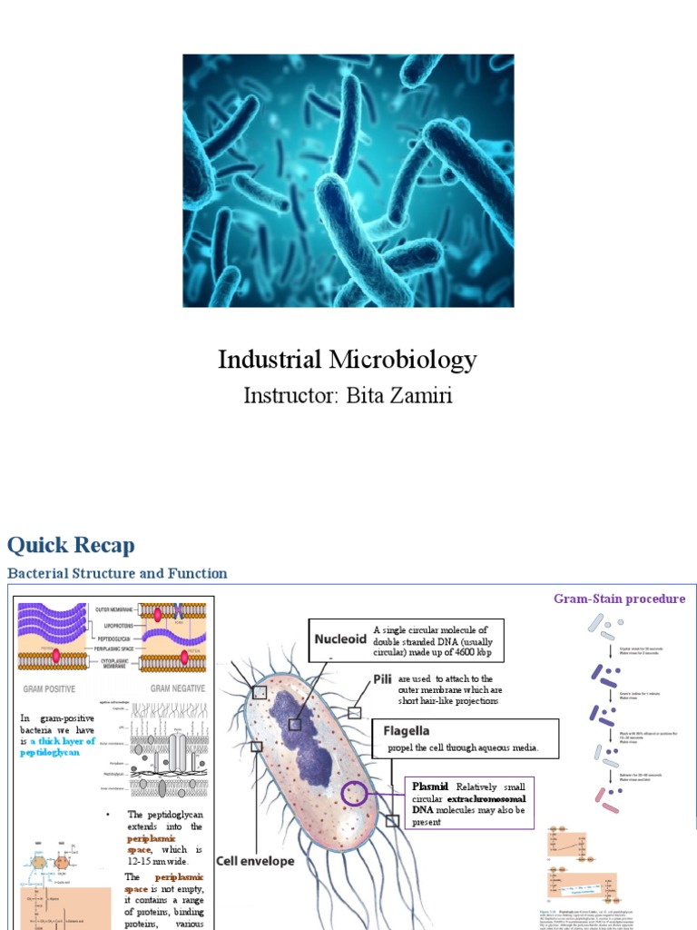 Industrial Microbiology Session 6 | PDF | Bacteria | Gram Positive Bacteria