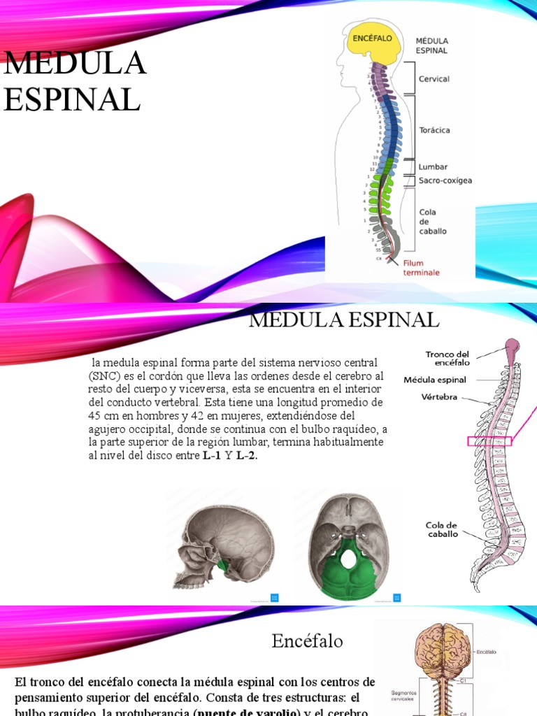 Medula espinal | PDF | Médula espinal | Sistema nervioso