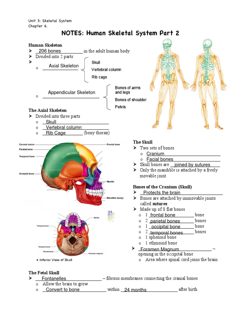- skeletal_system_pt_2_fill_in_student_kd15 | PDF | Skull | Pelvis
