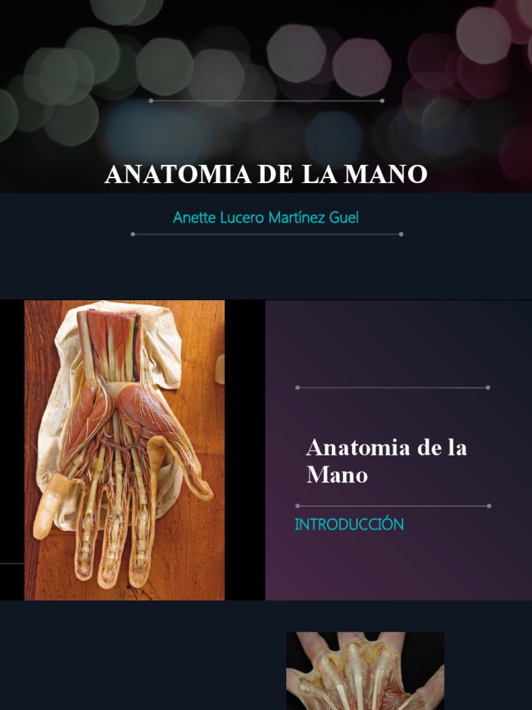 Anatomía Completa de la Mano | PDF | Estudios de idiomas extranjeros ...