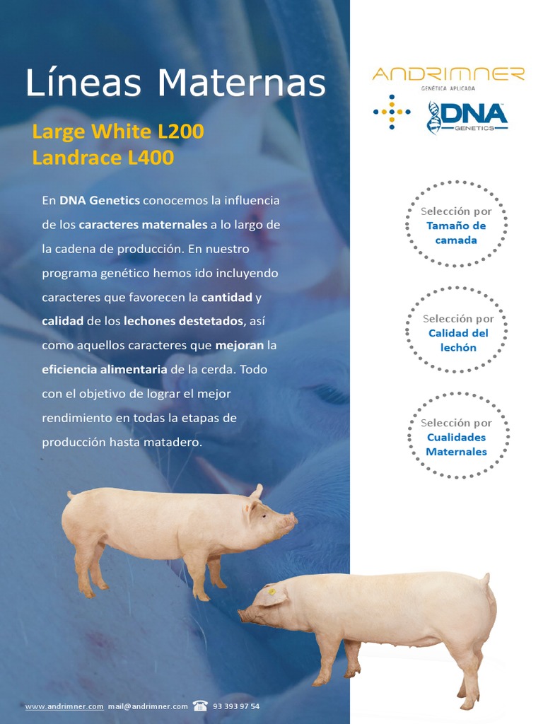 Lineas Maternas Ficha | PDF