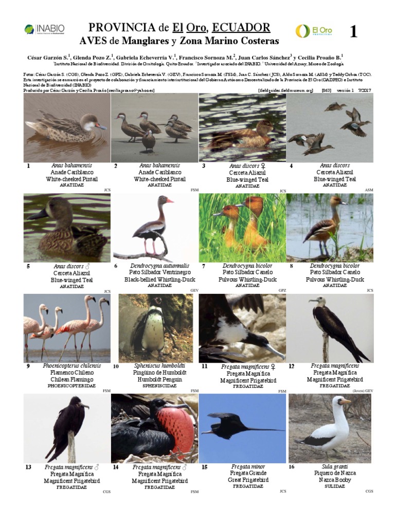 Guia Aves de Los Manglares de El Oro | PDF | Aves | Neognathae