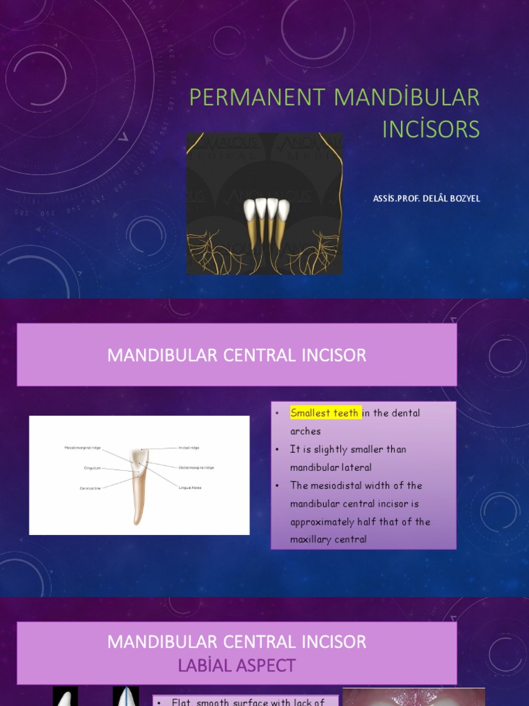 4) Mandibular Central and Lateral | PDF | Mouth | Tooth