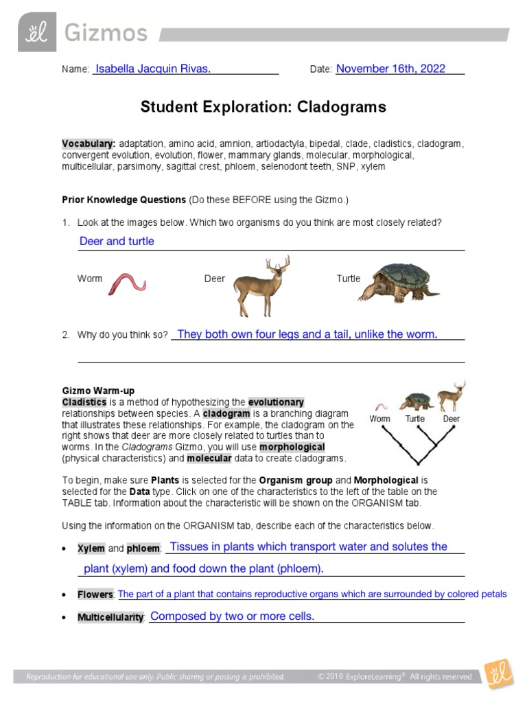 Student Exploration Cladograms Pdf Evolution Single Nucleotide