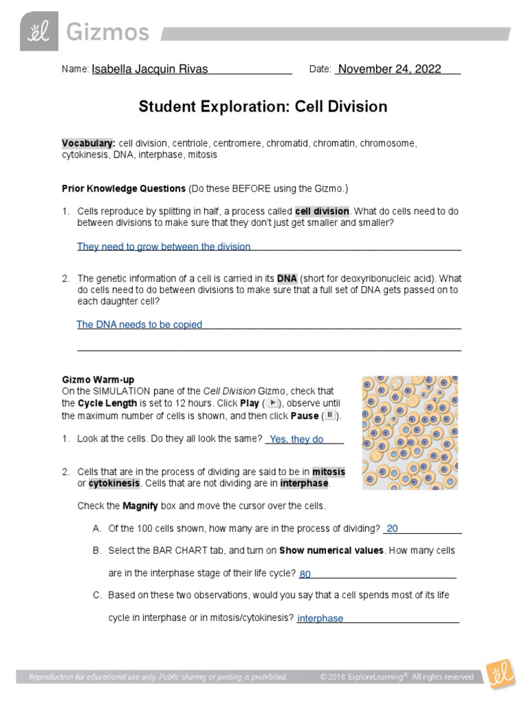 Student Exploration: Cell Division: Isabella Jacquin Rivas November 24 ...