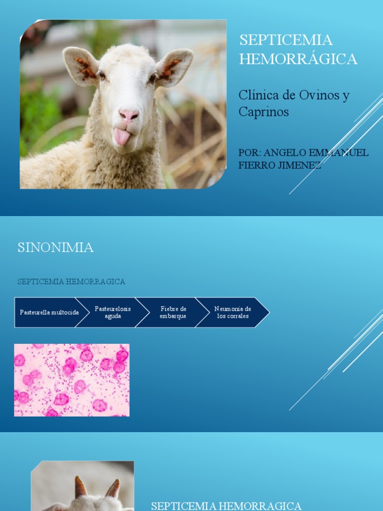 Septicemia Hemorragica OyC | PDF | Salud pública | Estadísticas medicas