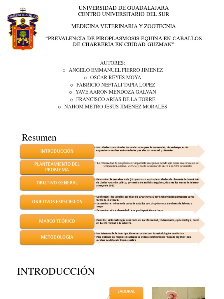 Piroplasmosis Equina | PDF | Medicina | Medicina CLINICA