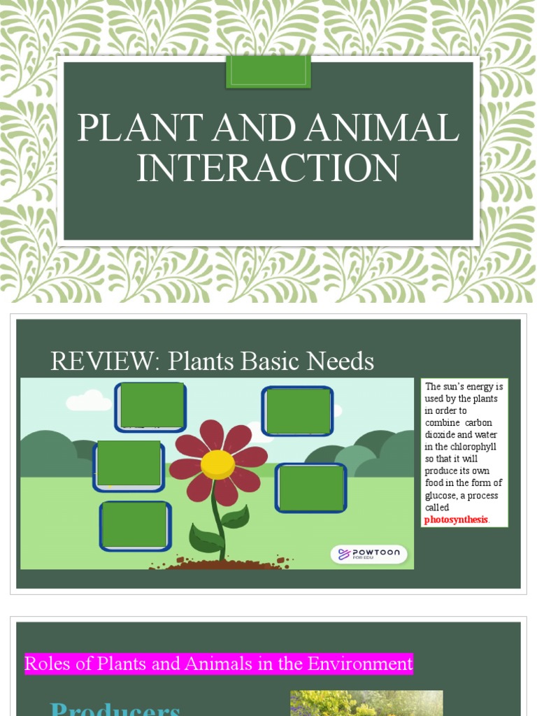 Plant and Animal Interdependence | PDF | Plants | Foods