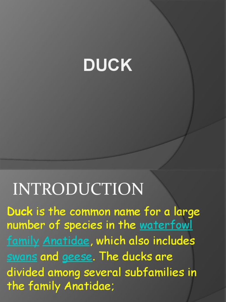 Duck | Download Free PDF | Duck | Anatidae