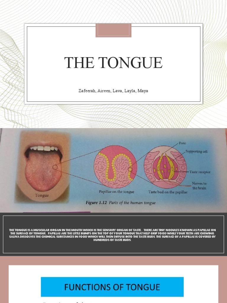 The Tongue | PDF