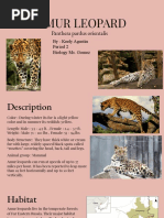 Amur Leopard English Presentation | PDF | Endangered Species | Leopard