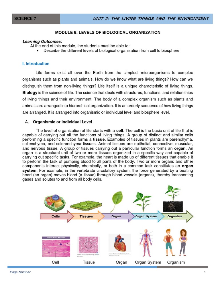 Module 6. Levels of Biological Organization | PDF | Tissue (Biology) | Life