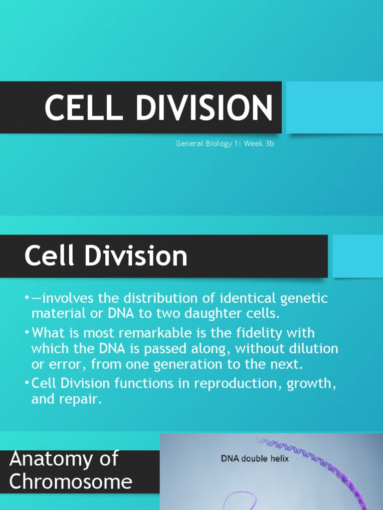 Cell Division | PDF | Meiosis | Mitosis