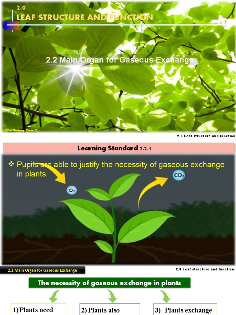 Leaf Structure: Gaseous Exchange | PDF | Stoma | Botany