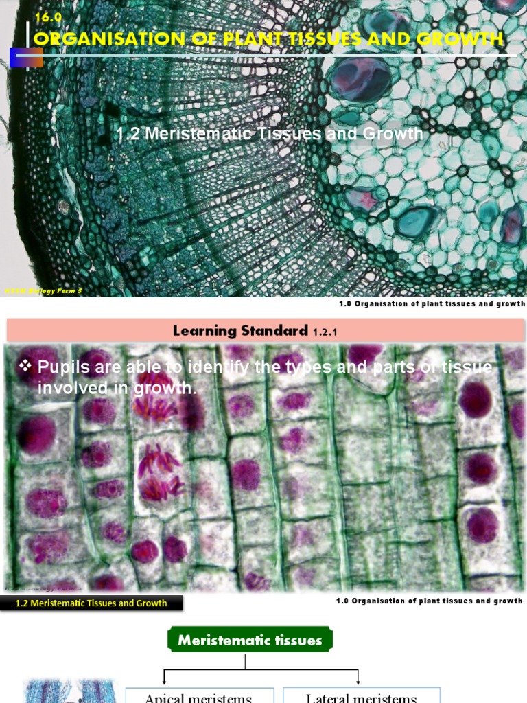 Form 5 Biology: Plant Growth | PDF | Plant Stem | Root