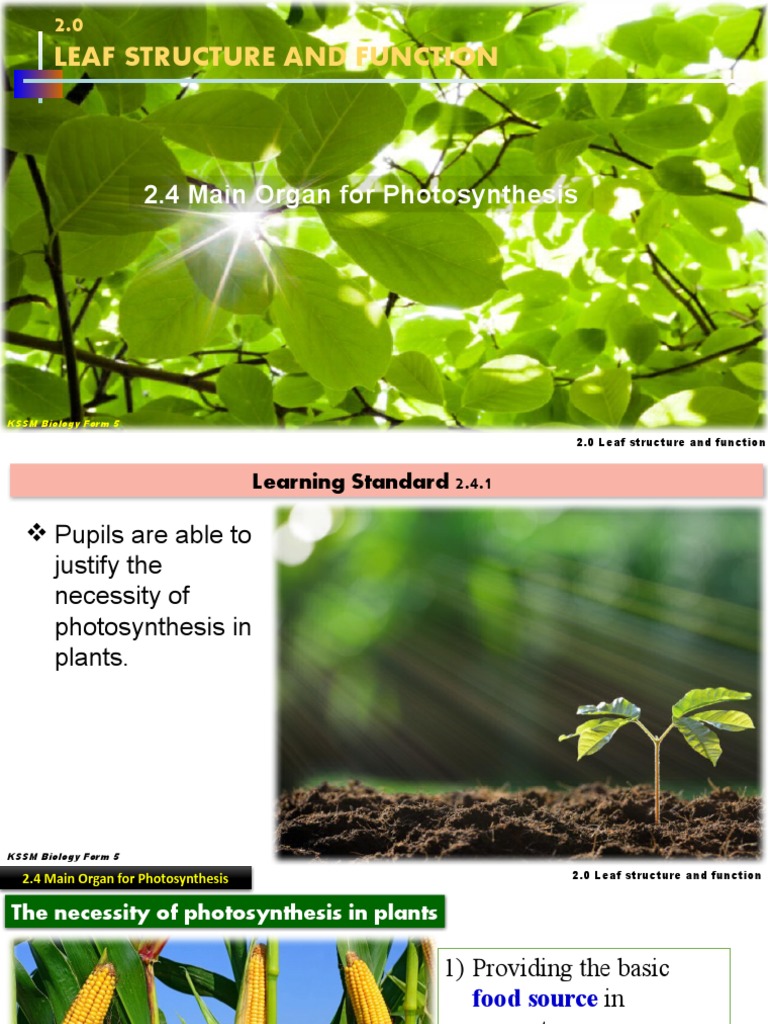 Biology Form 5 Chapter 2 Subtopic 2.4 Main Organ For Photosynthesis | Download Free PDF ...