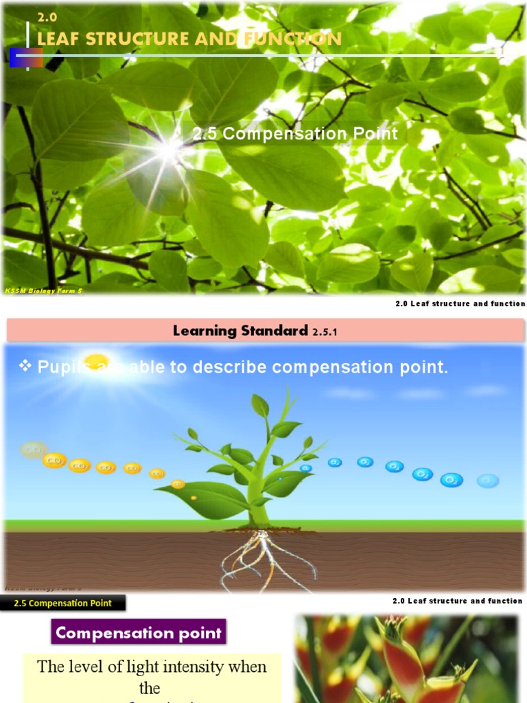 Understanding Compensation Point in Plants | PDF | Photosynthesis ...