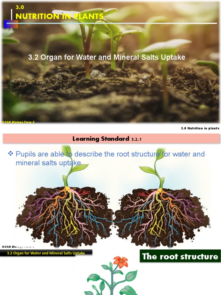 Biology Form 5 Chapter 3 Subtopic 3.2 Organ For Water and Mineral Salts ...